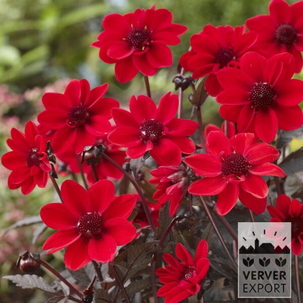 22308 Dahlia 'Pulp Fiction'
