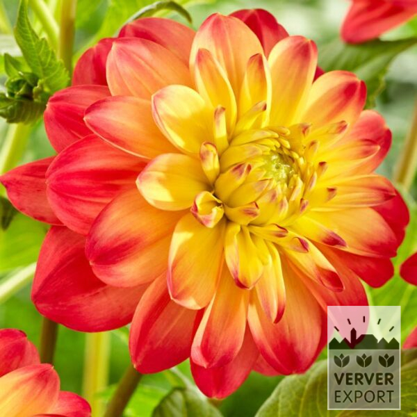 22365 Dahlia 'Princess Erika'