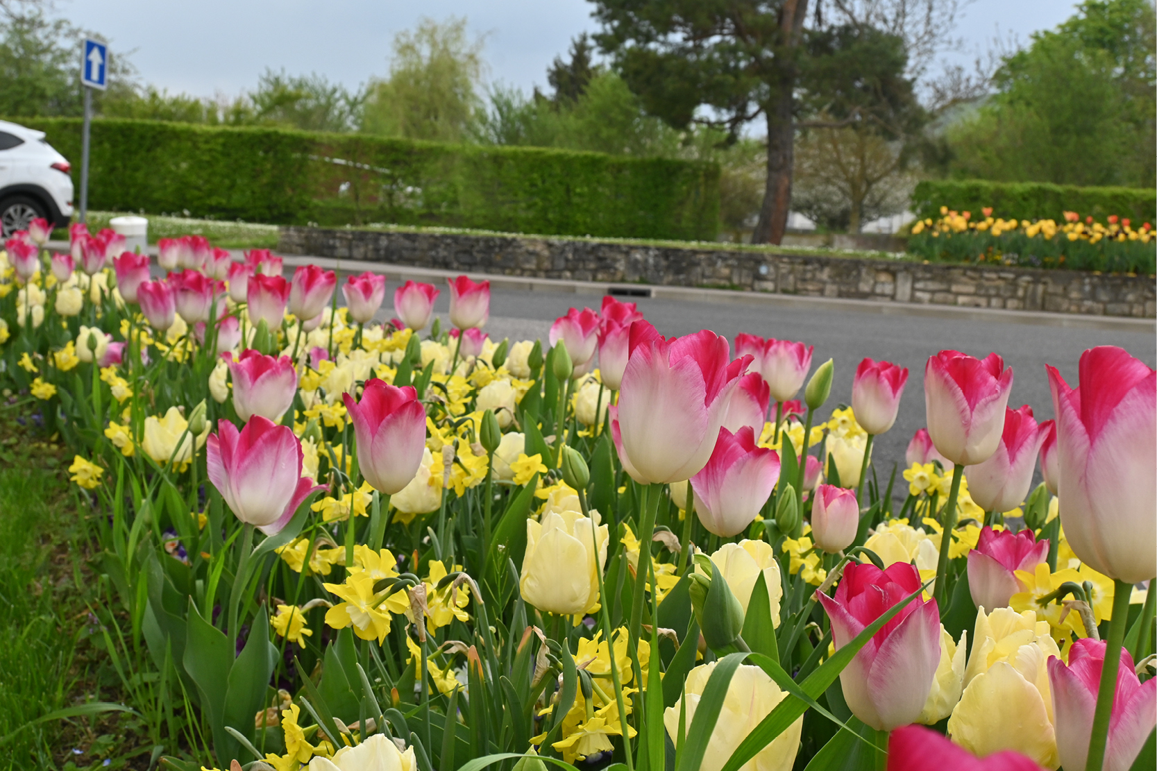 New flower bulb catalogue autumn 2025–2026 - Verver Export